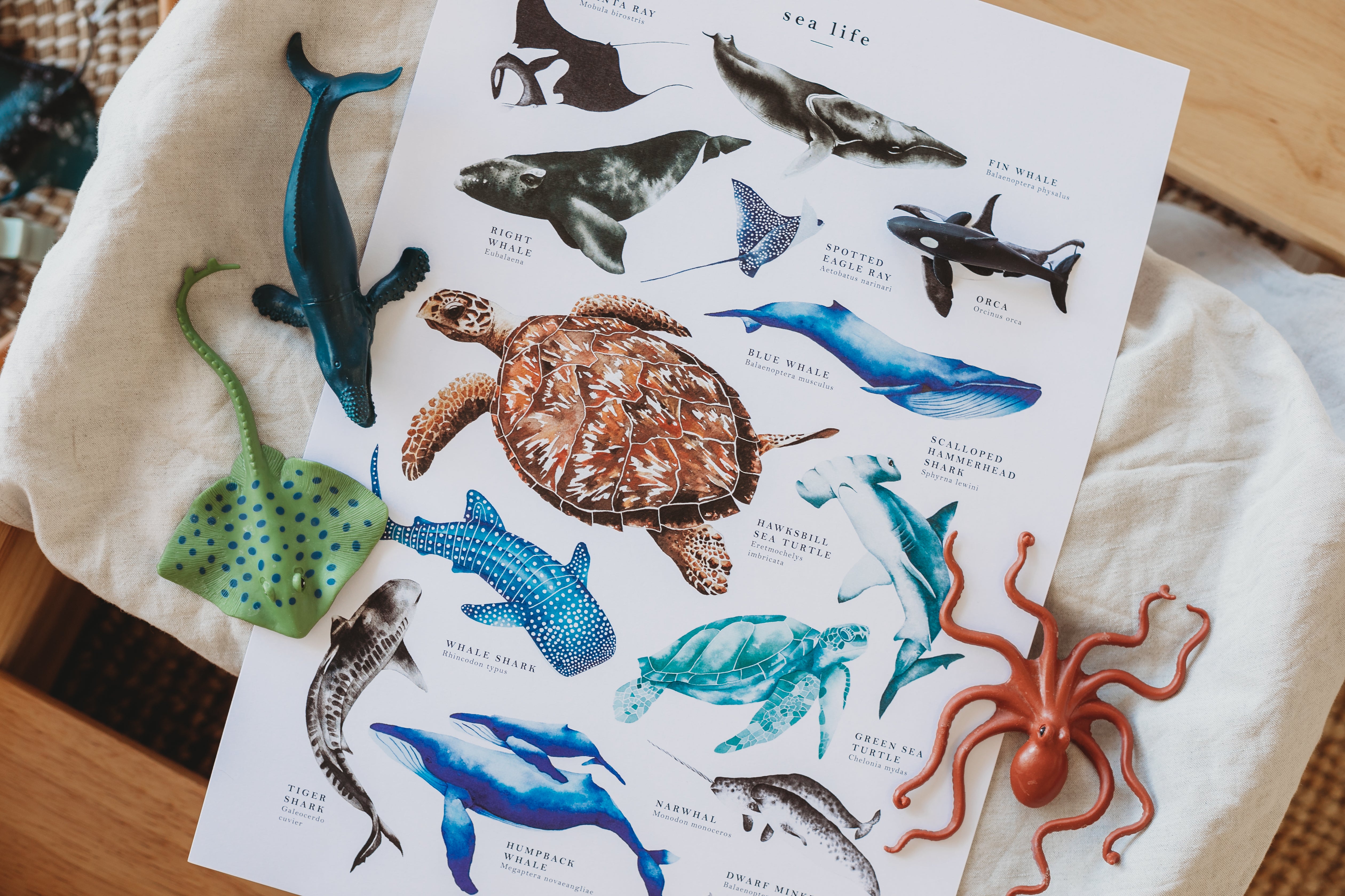 Sea Life Poster – The Saltwater Collective