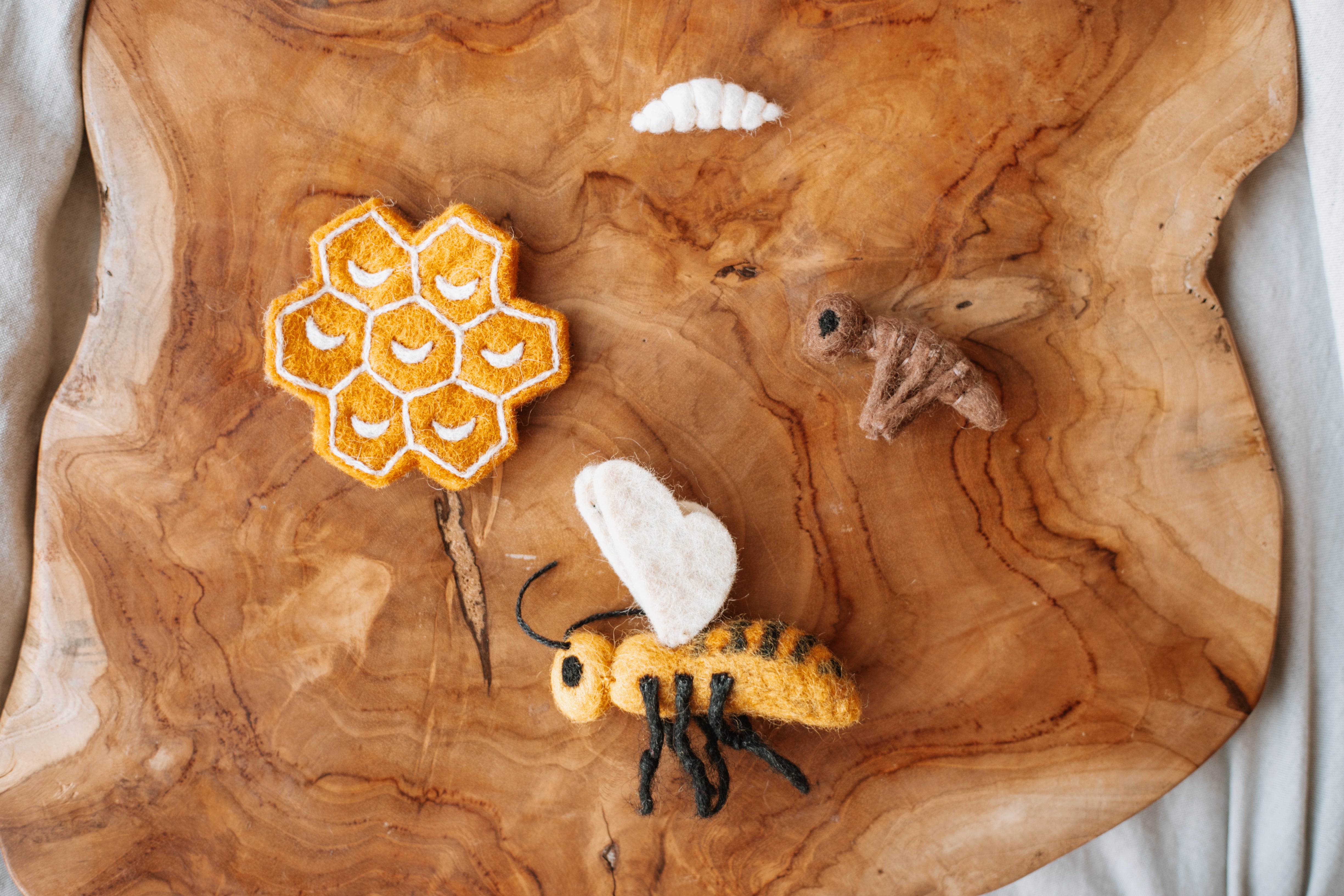 Life Cycle of a Honey Bee – The Saltwater Collective