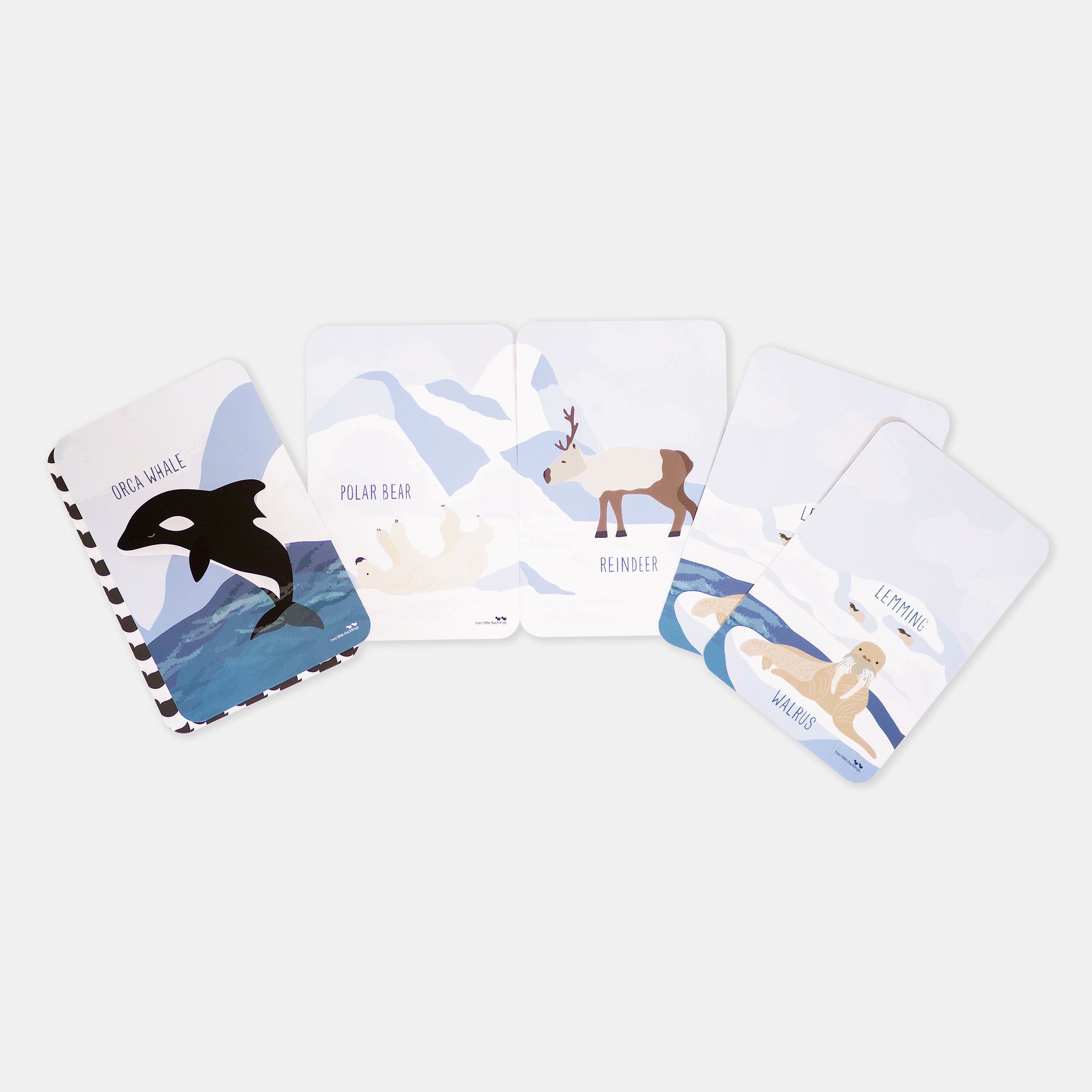 Explore the Arctic - Snap & Memory Game – The Saltwater Collective