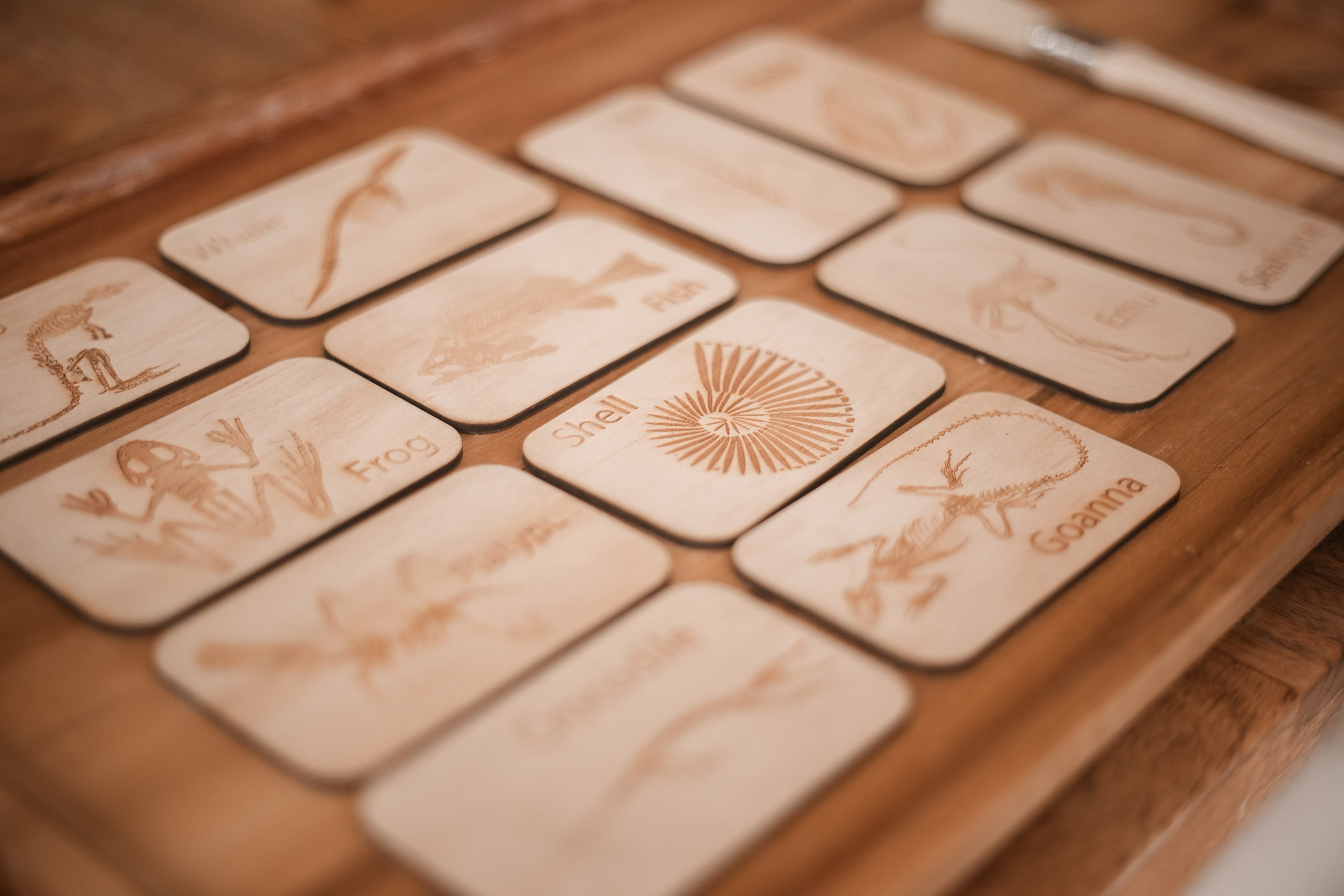 Fossil Cards – The Saltwater Collective