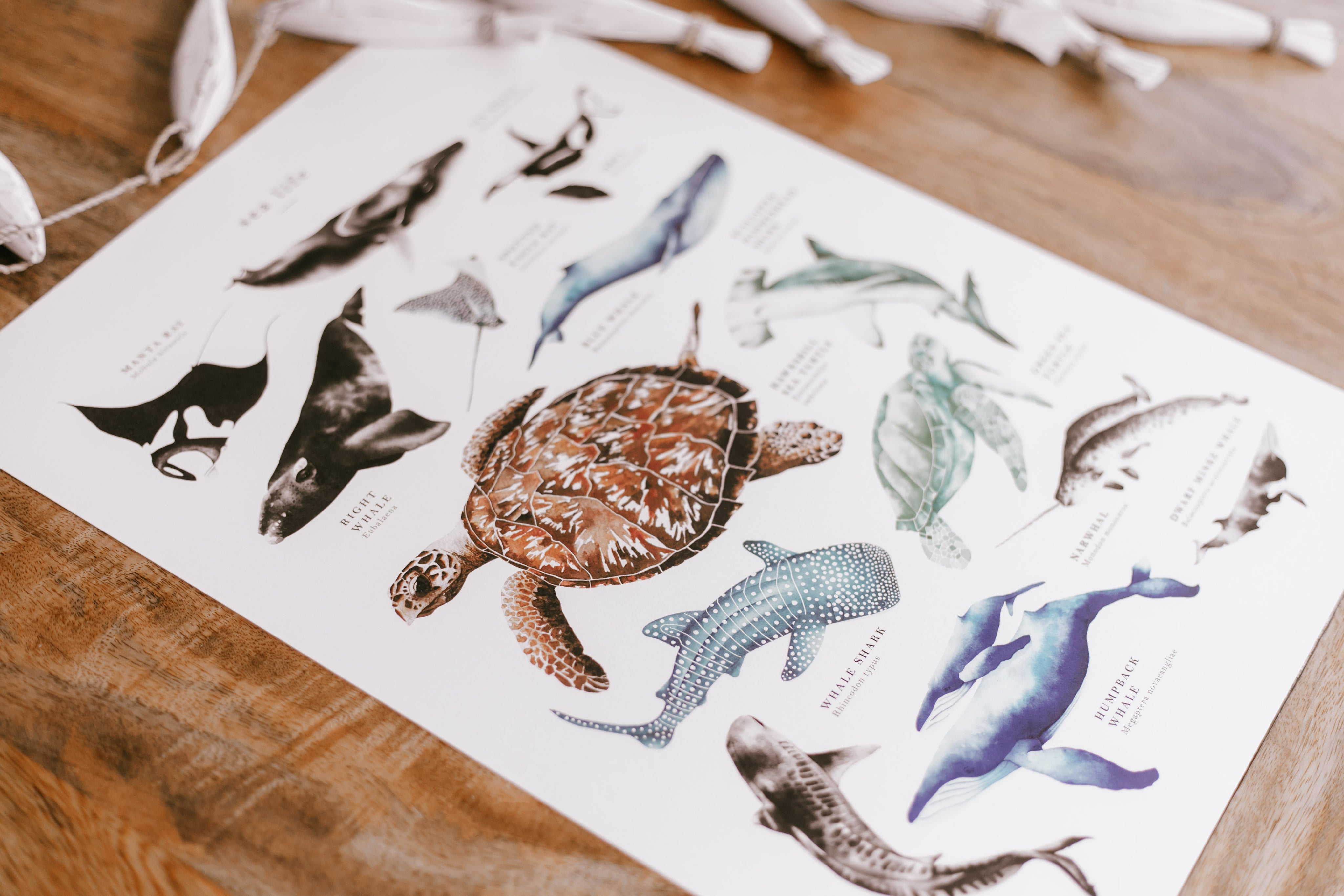 Sea Life Poster – The Saltwater Collective