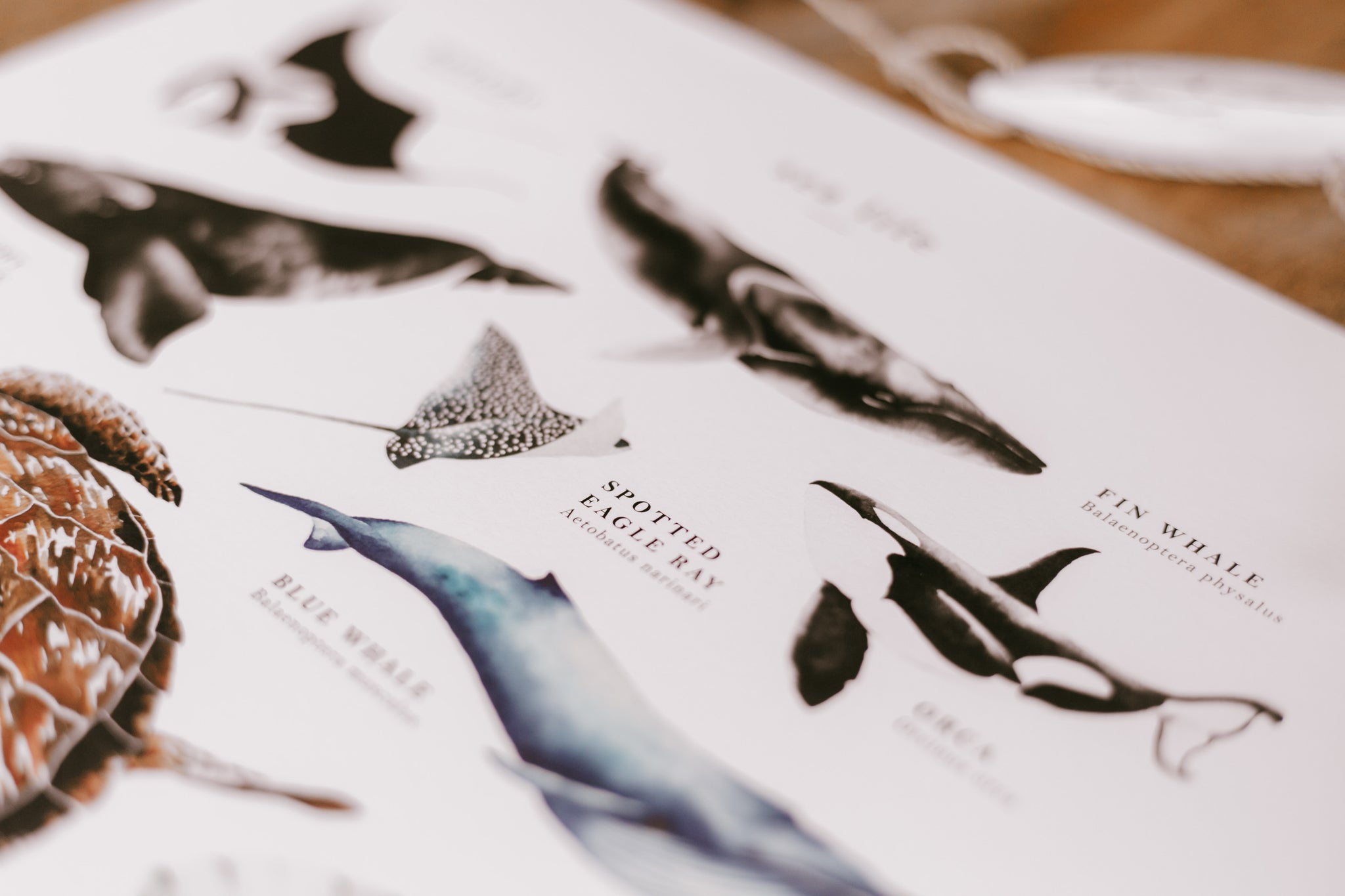 Sea Life Poster – The Saltwater Collective