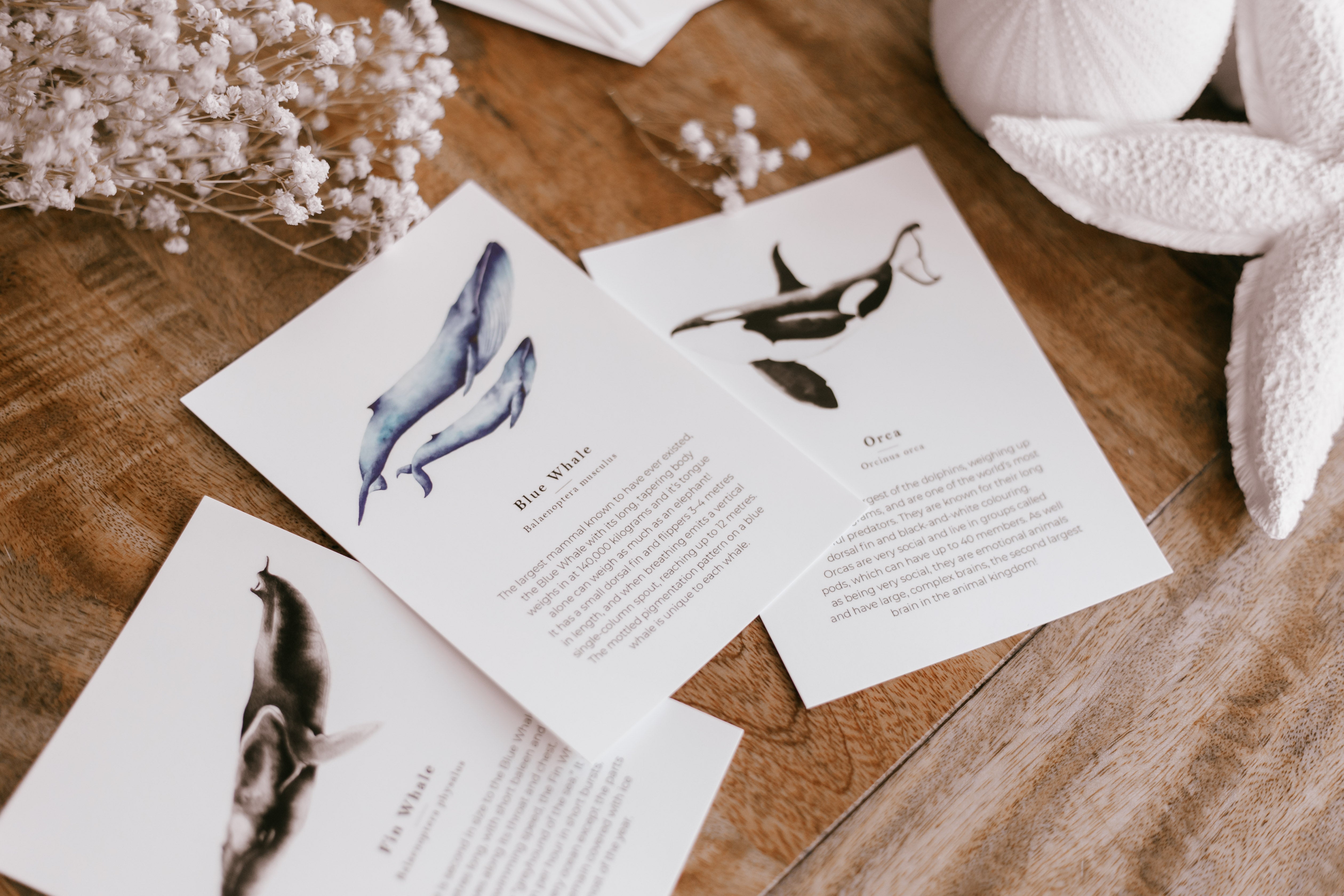 Whale Species Flash Cards – The Saltwater Collective